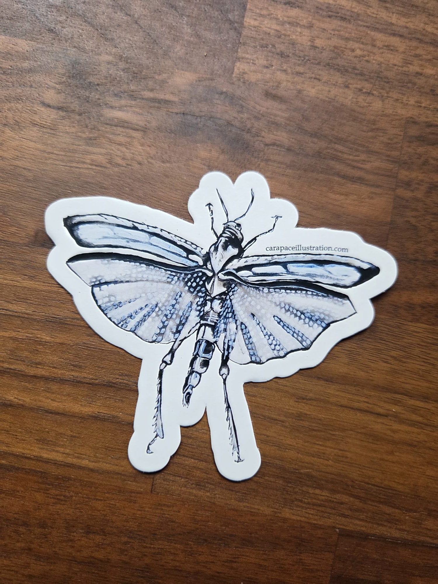 Inky Grasshopper Sticker | Carapace Illustration