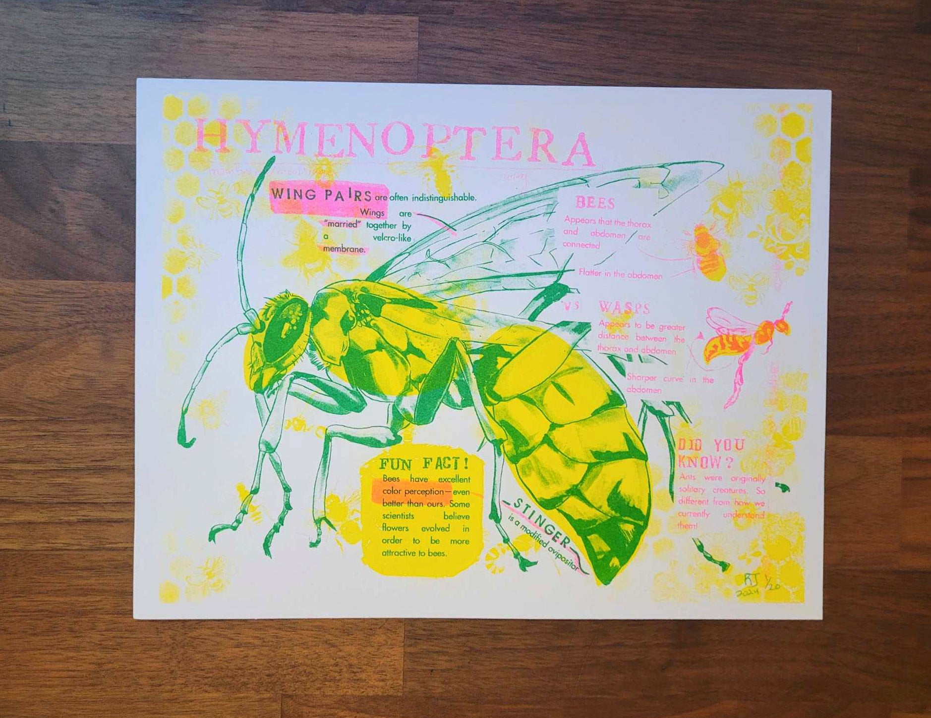 Hymenoptera Print | Carapace Illustration