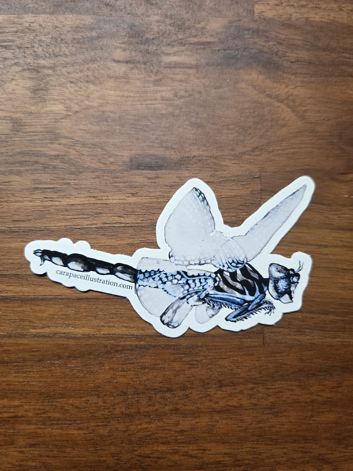 Inky Dragonfly Sticker | Carapace Illustration